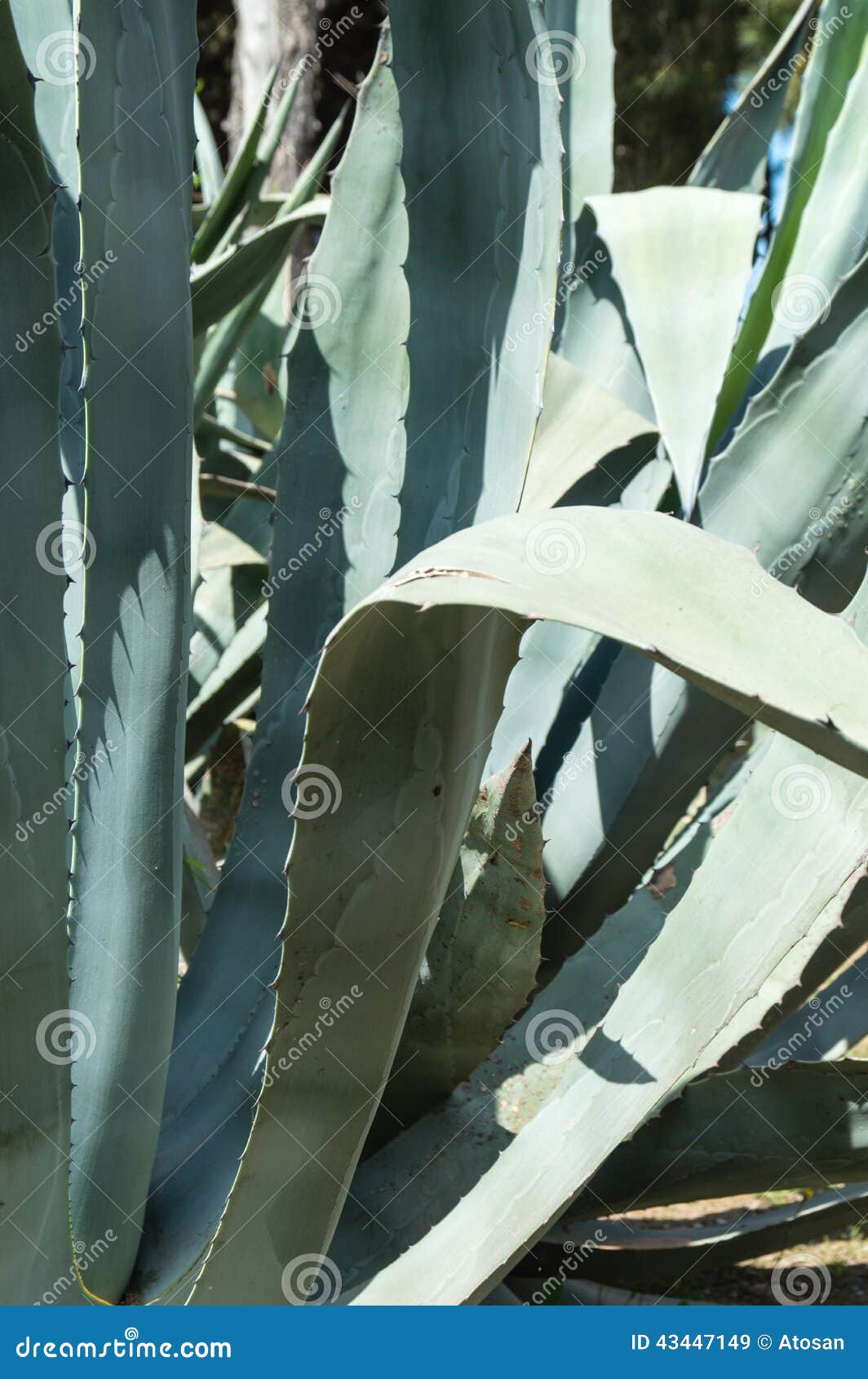 Agave stock image. Image of beauty, plant, agave, acantha - 43447149