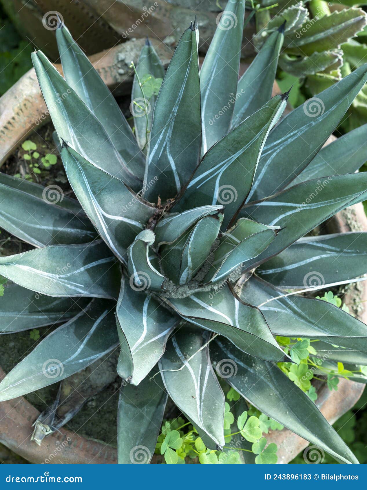 Agave Ferdinandi-regis King of the Agaves Cactus Stock Image - Image of ...