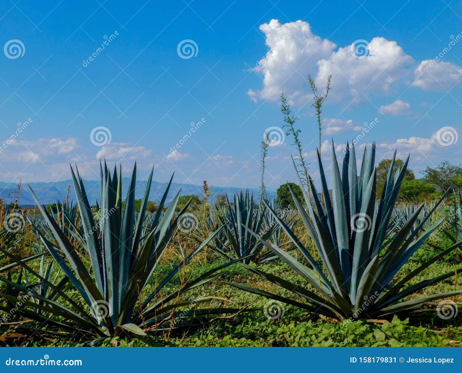 Agave Field in the Magic Tequila Stock Image - Image of jalisco, cloudy ...