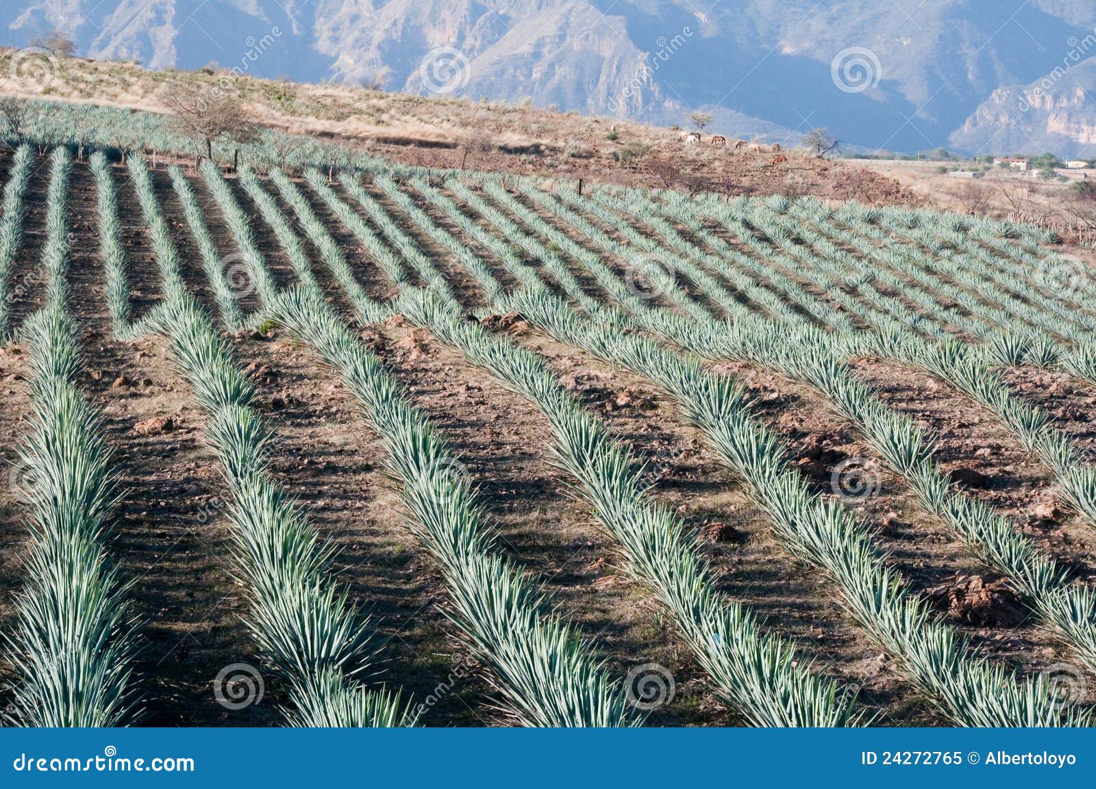 Agave Field in Tequila, Mexico Stock Image - Image of country, cacti ...