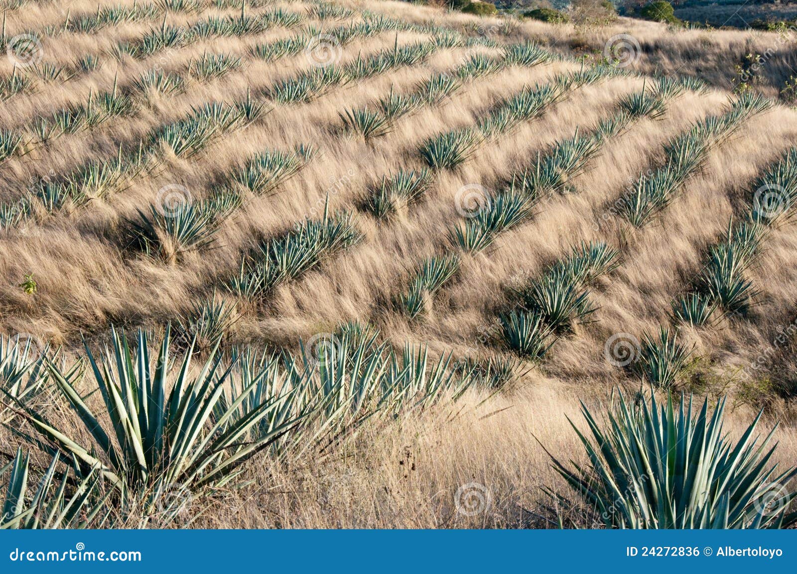 Agave Field in Tequila, Mexico Stock Photo - Image of cultivate, cacti ...