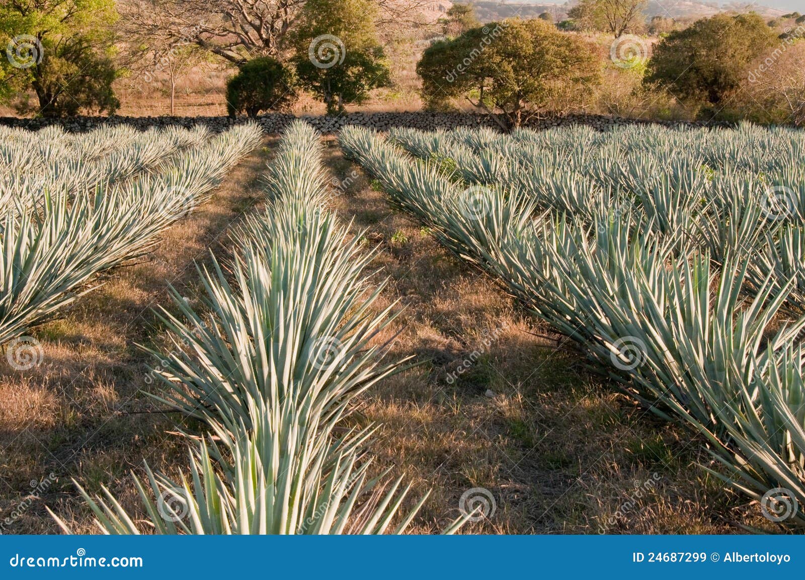 Agave Field in Tequila, Mexico Stock Image - Image of agave, farm: 24687299