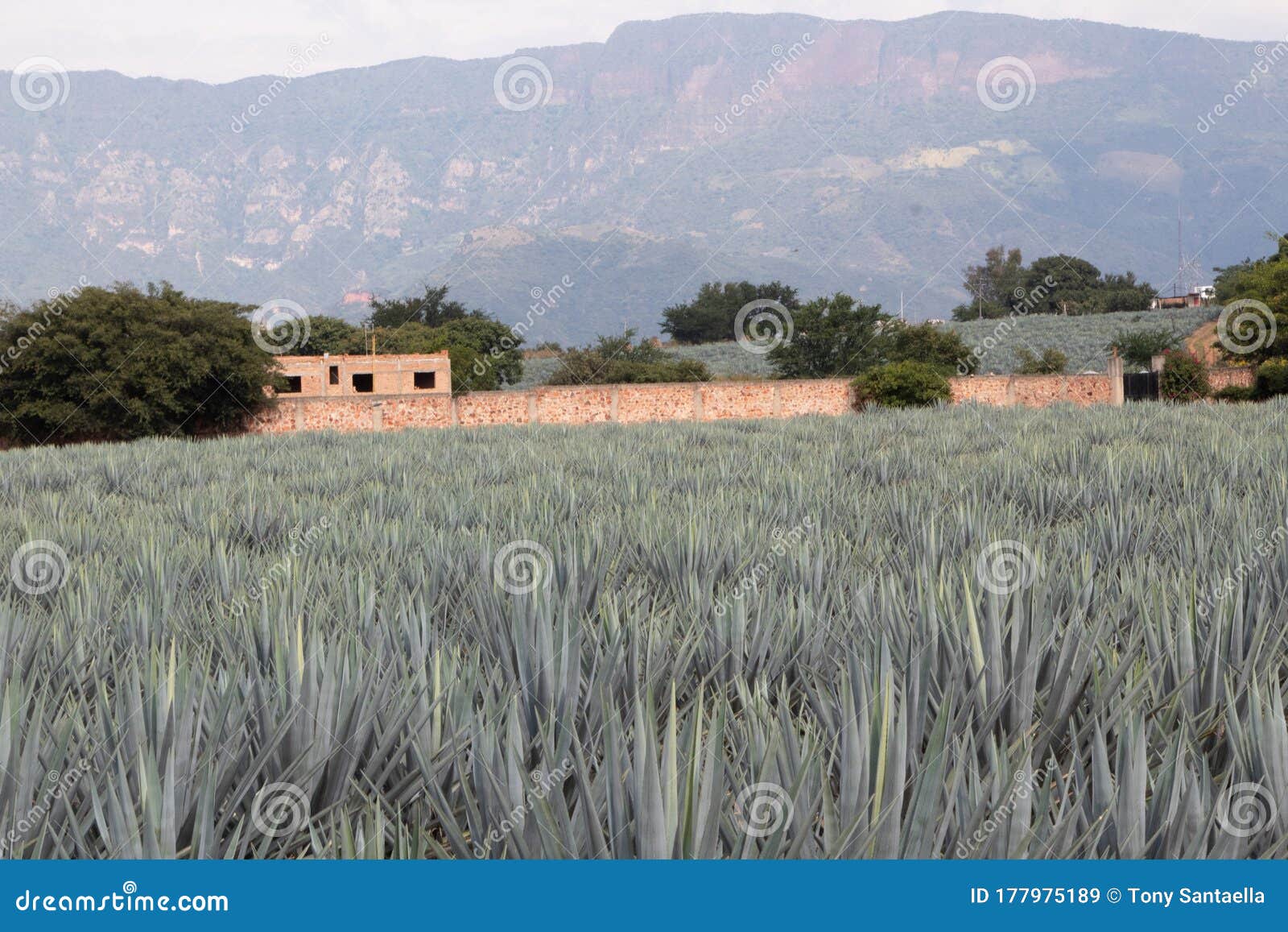 Agave field stock image. Image of town, agave, field - 177975189