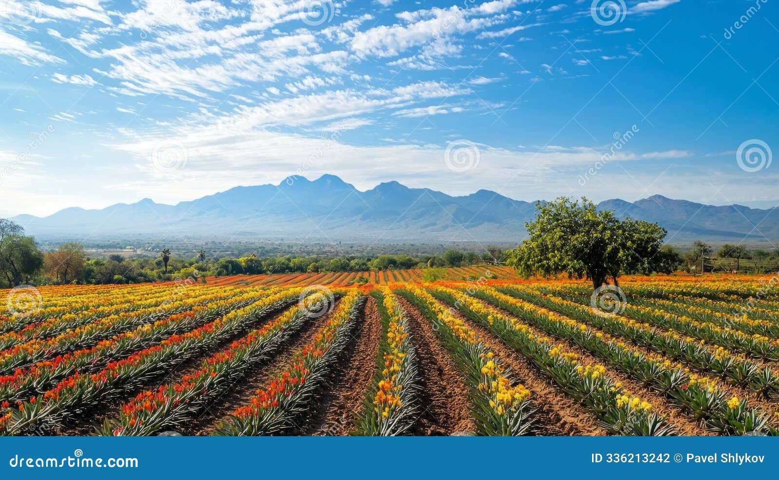 Agave Fields View. Vanishing Point Perspective. Colorful Landscape with ...