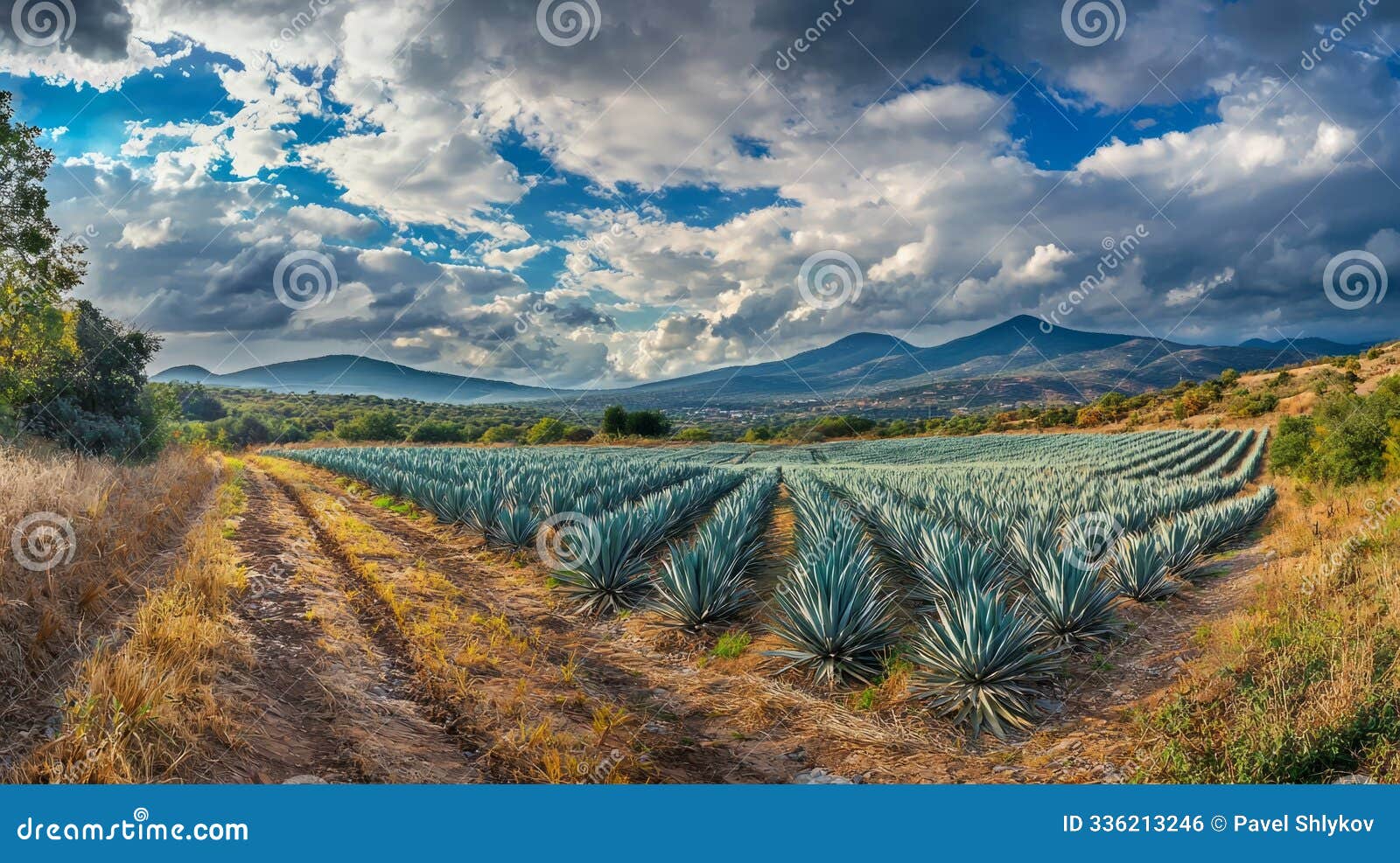 Agave Fields View. Vanishing Point Perspective. Colorful Landscape with ...
