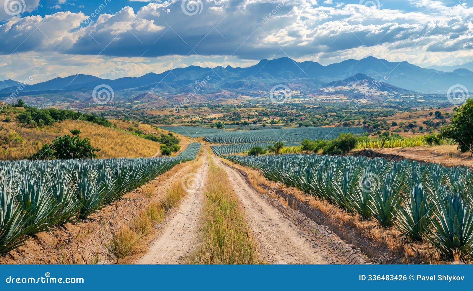 Agave Fields View. Vanishing Point Perspective. Colorful Landscape with ...