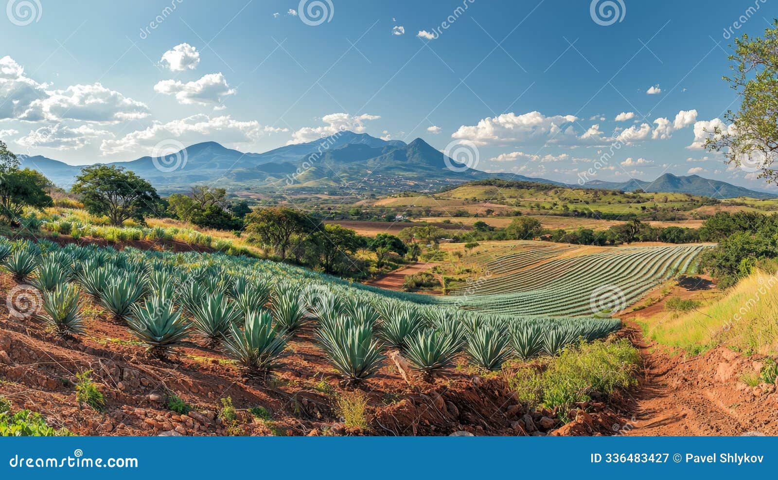 Agave Fields View. Vanishing Point Perspective. Colorful Landscape with ...