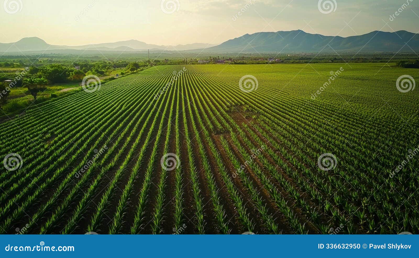 Agave Fields View. Vanishing Point Perspective. Colorful Landscape with ...