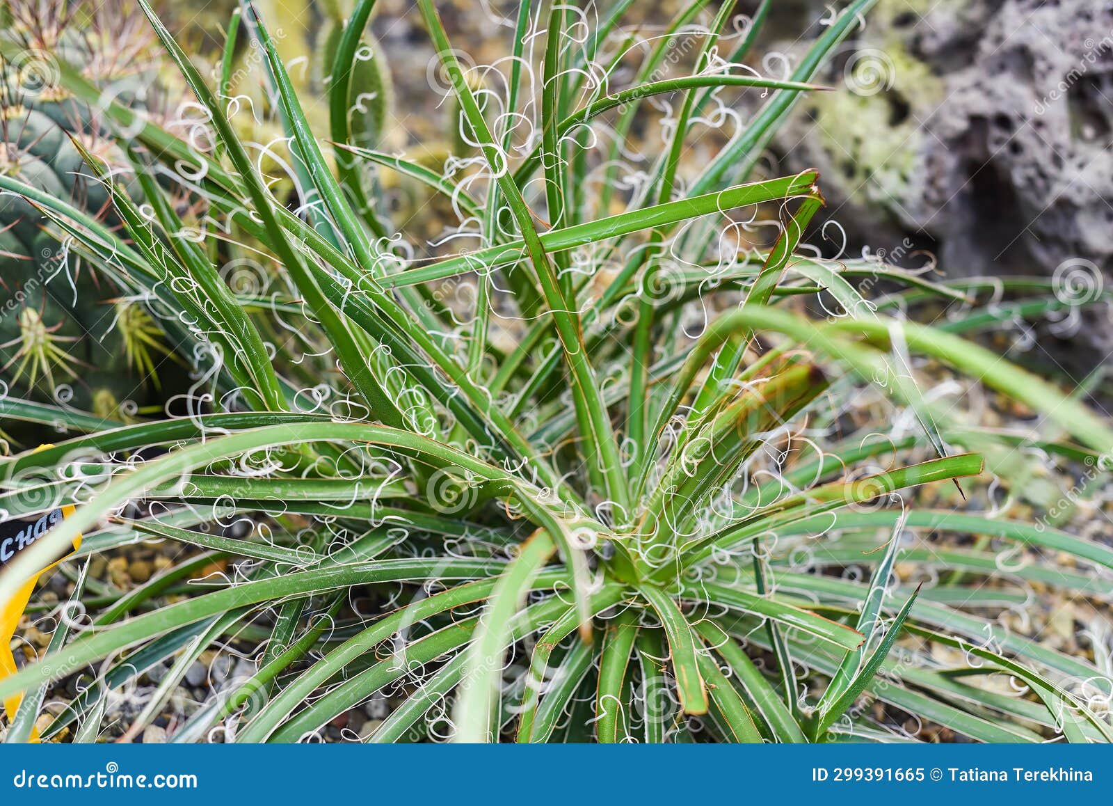 Agave Filifera, the Thread Agave Plant Close Up Stock Image - Image of ...