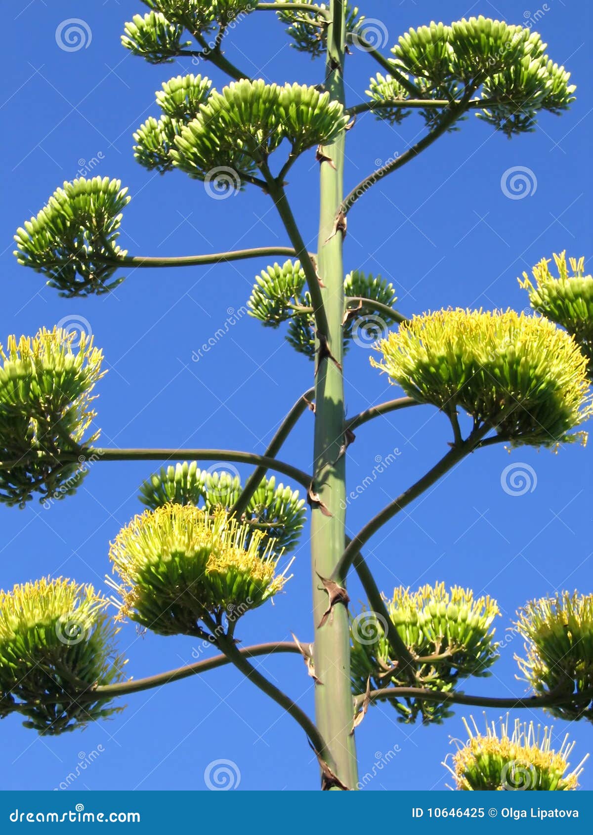 Agave flower stock image. Image of adriatic, turquoise - 10646425