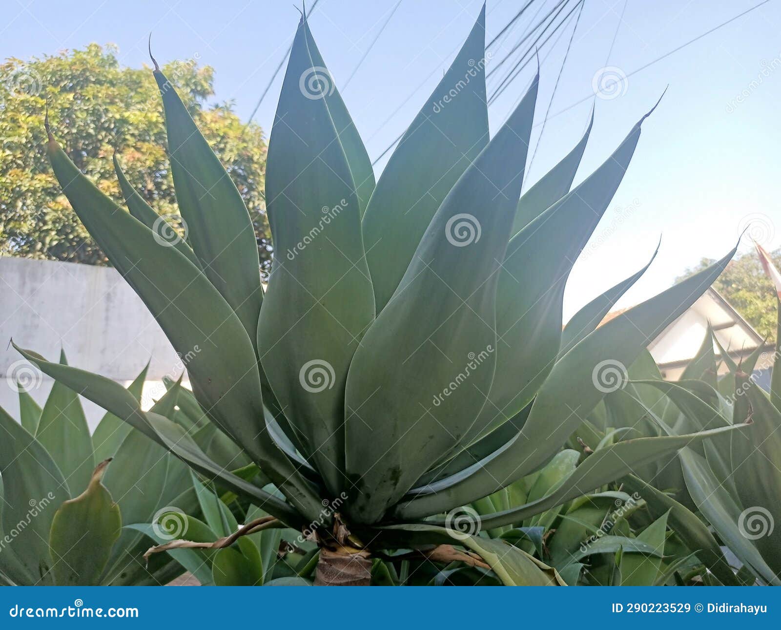 Agave Flower stock image. Image of flower, agave, siklok - 290223529