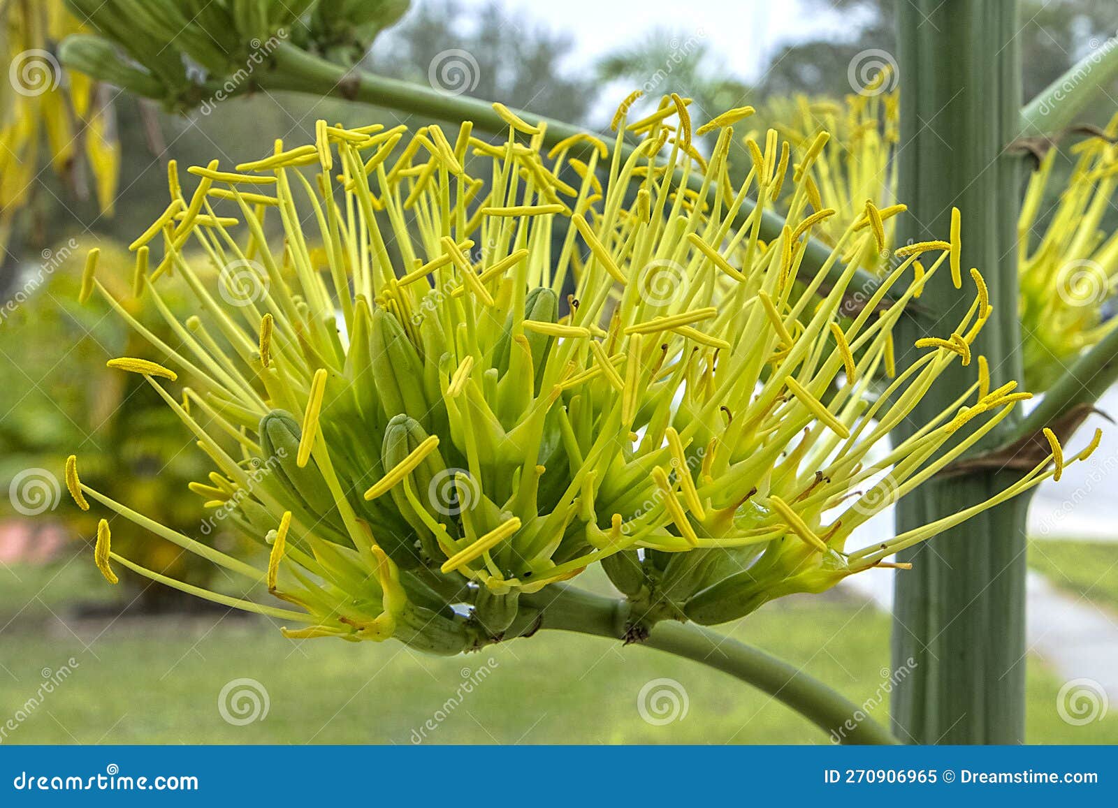 Agave Flower Horizontal View From Below With Great Flowering With Blue ...