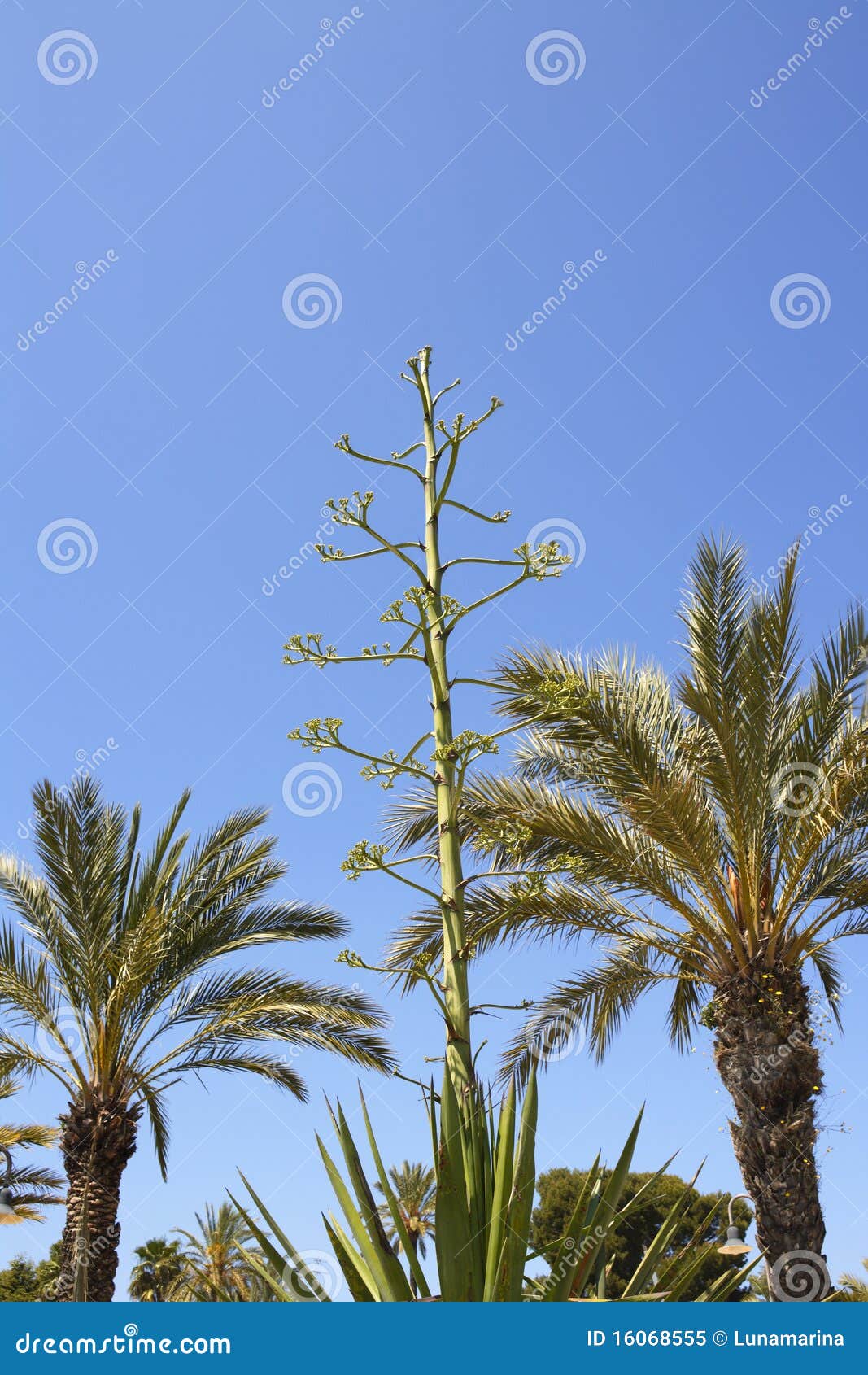 Agave Flower and Phonix Dactylifera Palm Trees Stock Image - Image of ...