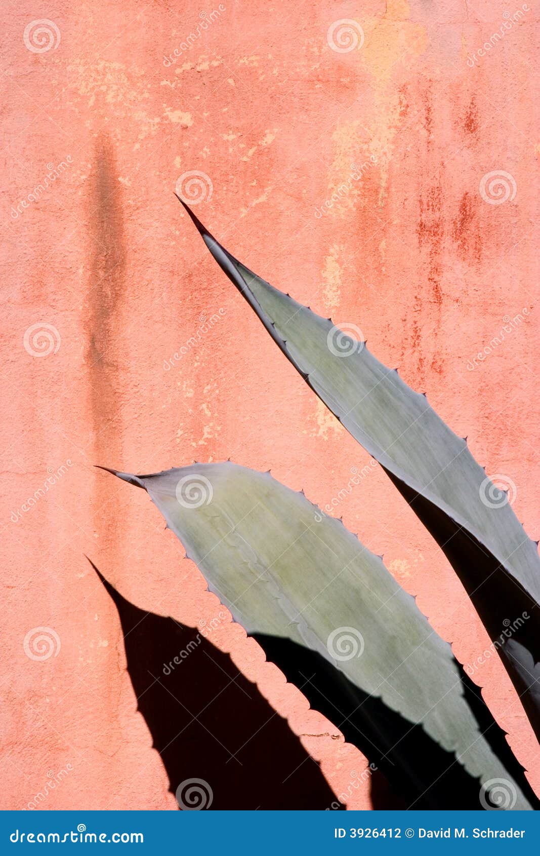 Agave Fronds and Wall stock photo. Image of colored, garden - 3926412