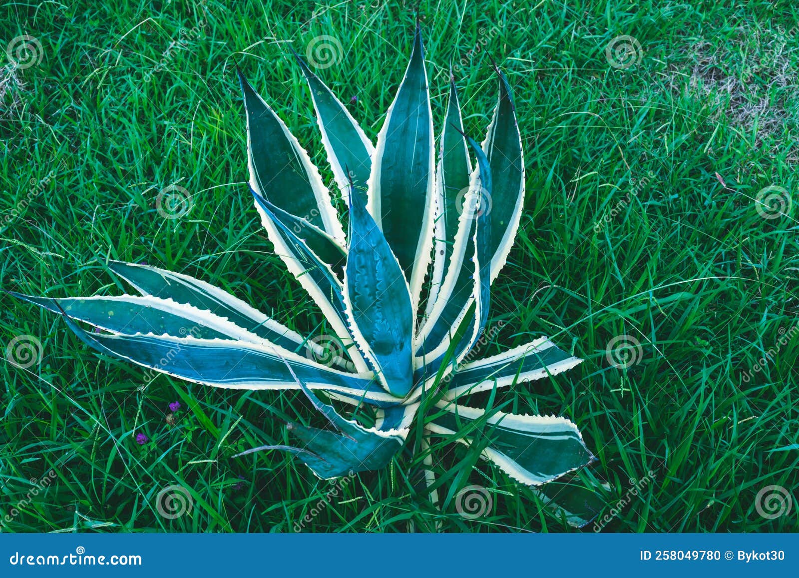 Agave Grows in the Park. Plants and Trees Stock Photo - Image of green ...