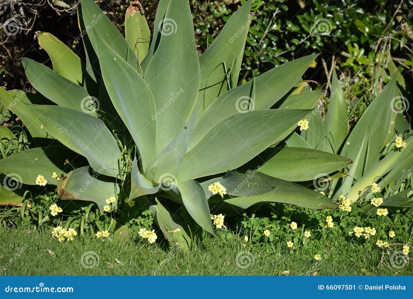 Agave in grass stock image. Image of ornamental, silver - 66097501