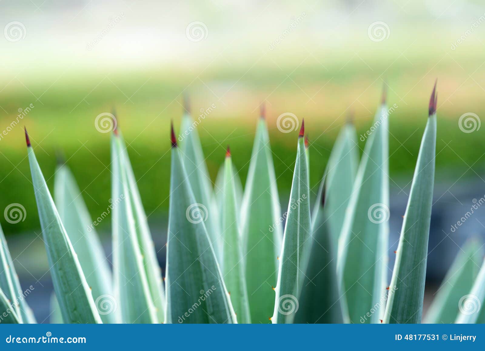 Agave green leaves , stock image. Image of sharp, shape - 48177531