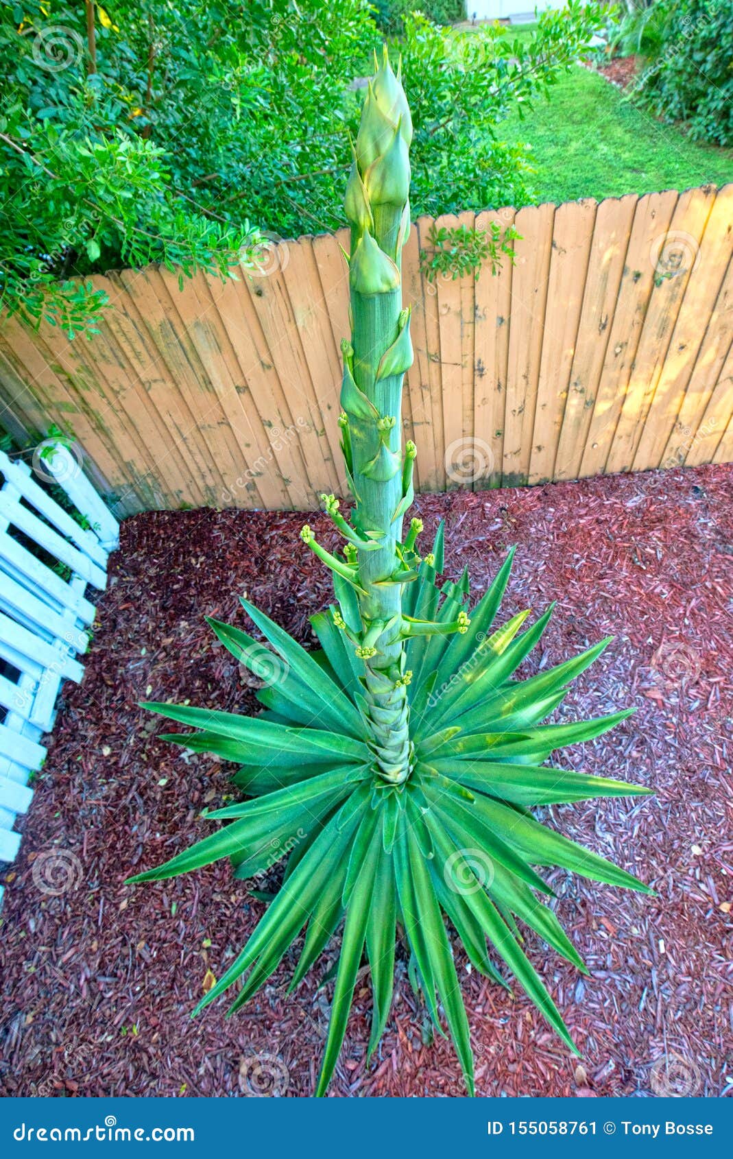 Agave with Growing Flowering Stem with Flower Buds Stock Image - Image ...