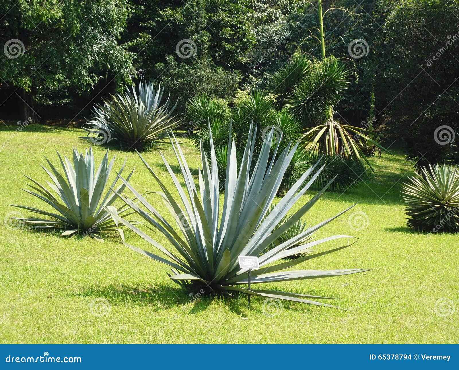 Agave growing on the lawn stock photo. Image of reserve - 65378794