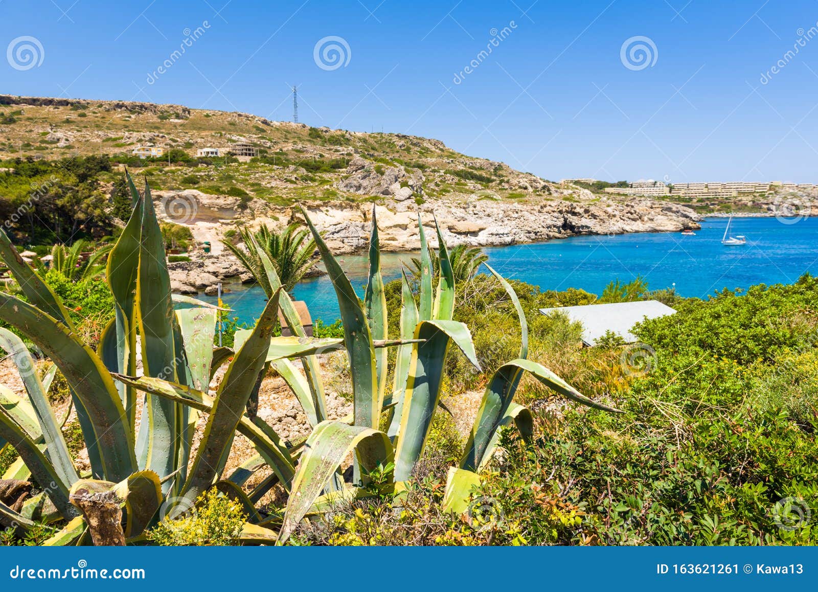 Agave Growing on the Shore of the Beach Rhodes, Greece Stock Image ...