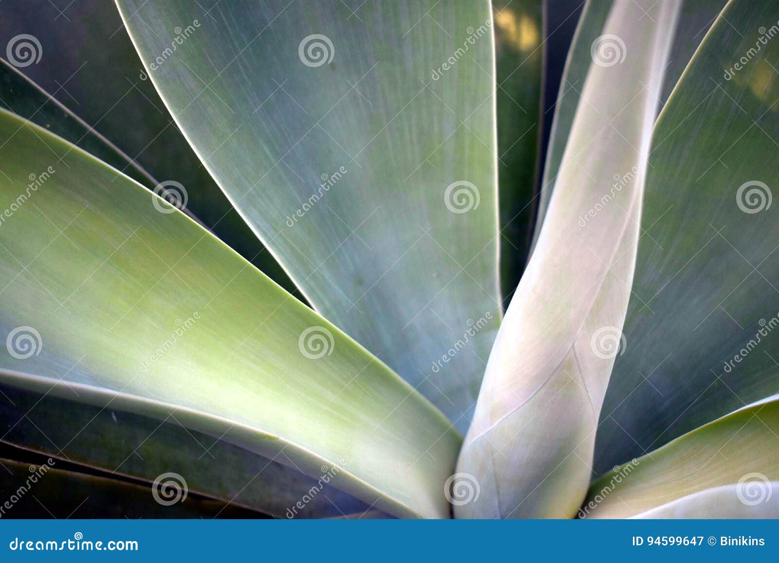 Agave Heart stock image. Image of close, agave, succulent - 94599647