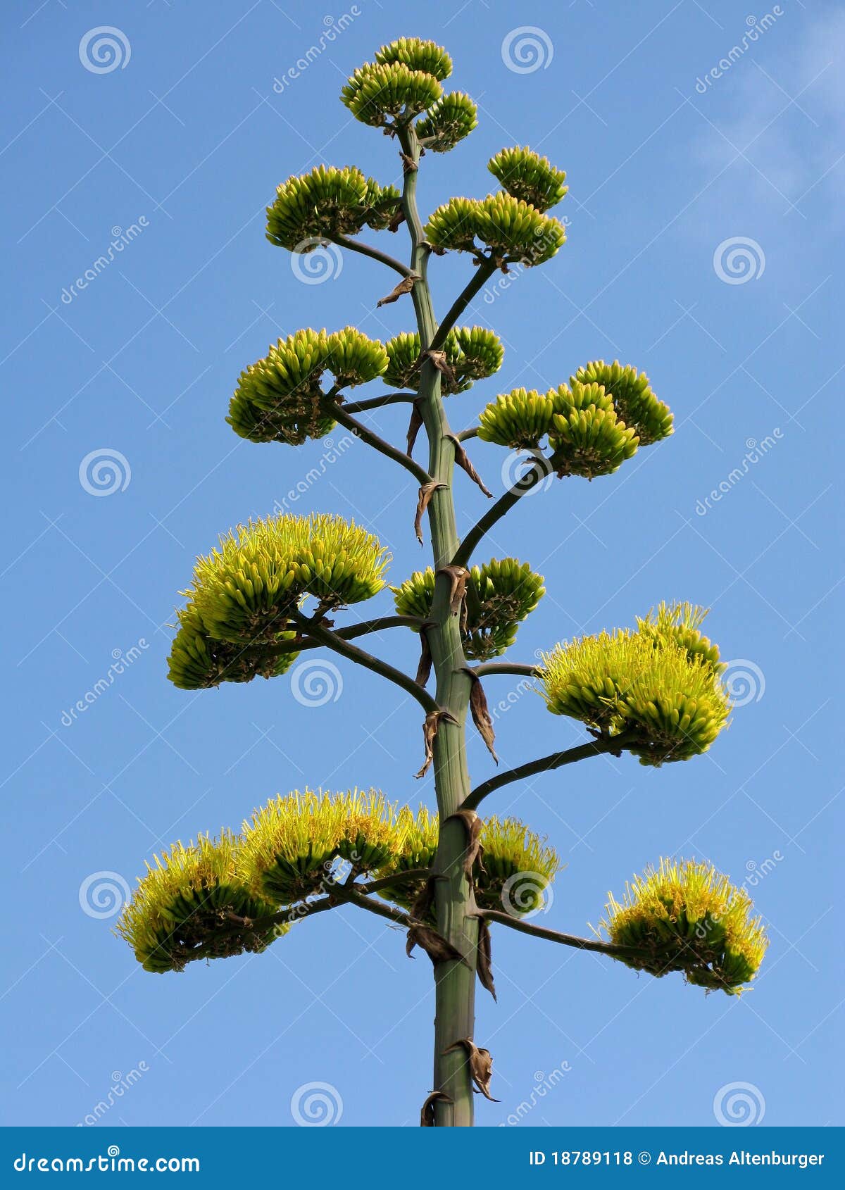 Agave inflorescence stock photo. Image of habitat, inflorescence - 18789118
