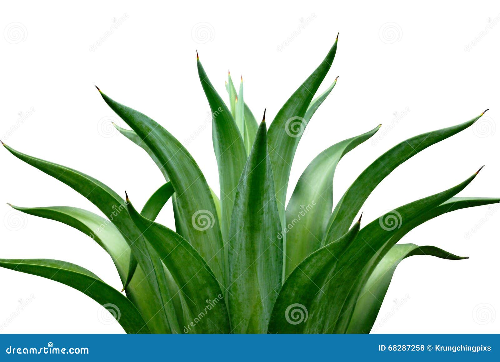Agave stock photo. Image of closeup, white, still, natural - 68287258