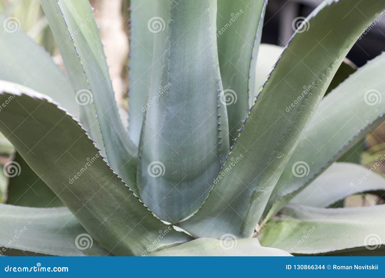Agave Close-up. Background. Small Depth of Field on the Leaves of the ...