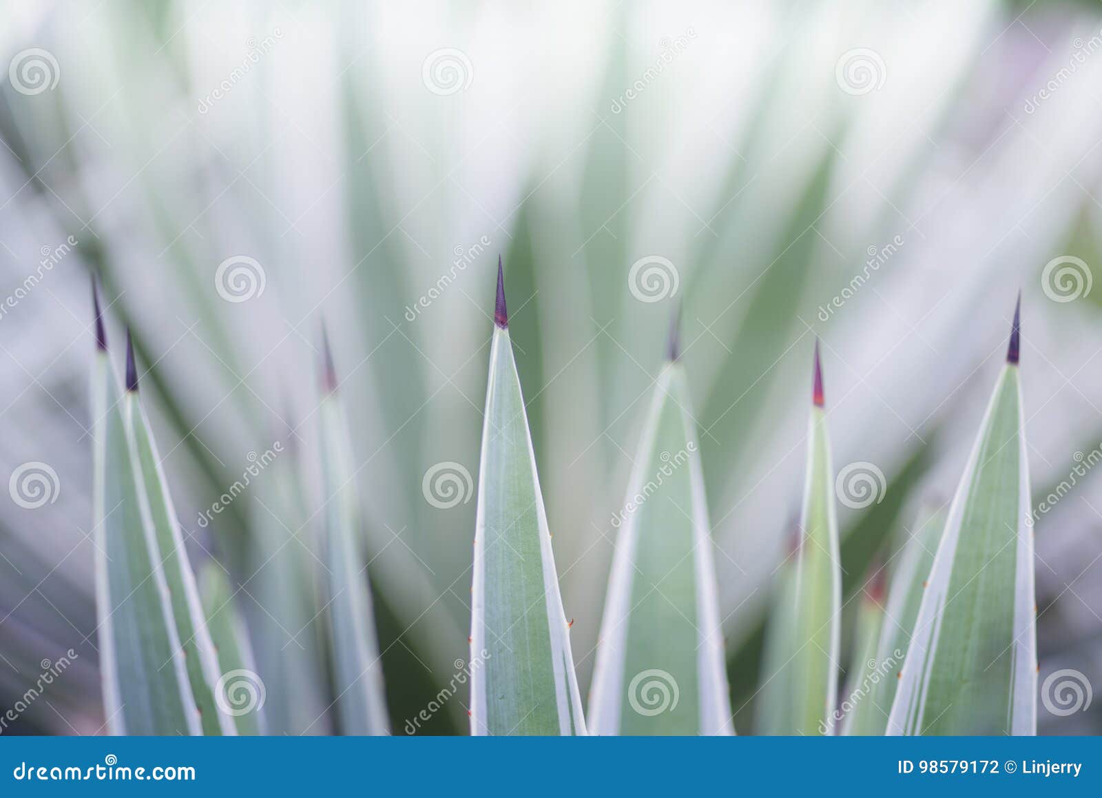 Agave plant close up stock photo. Image of herb, house - 98579172