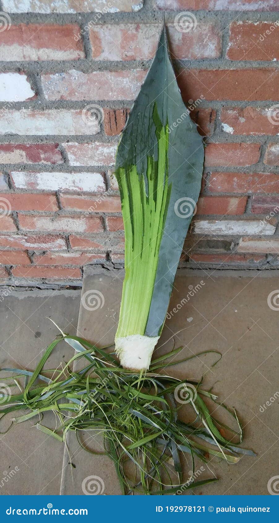 Agave Leaf Cooking with Agave Leaf Stock Image - Image of garden, beak ...