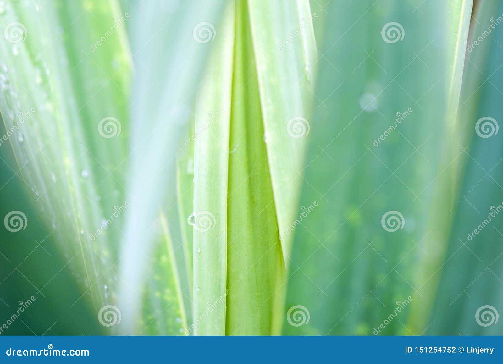 Agave Leaf Pattern Background Stock Photo - Image of agave, bright ...