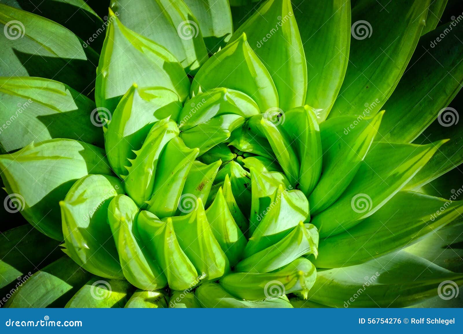 Agave Leaf Pattern. Closeup. Macro Stock Photo - Image of green ...
