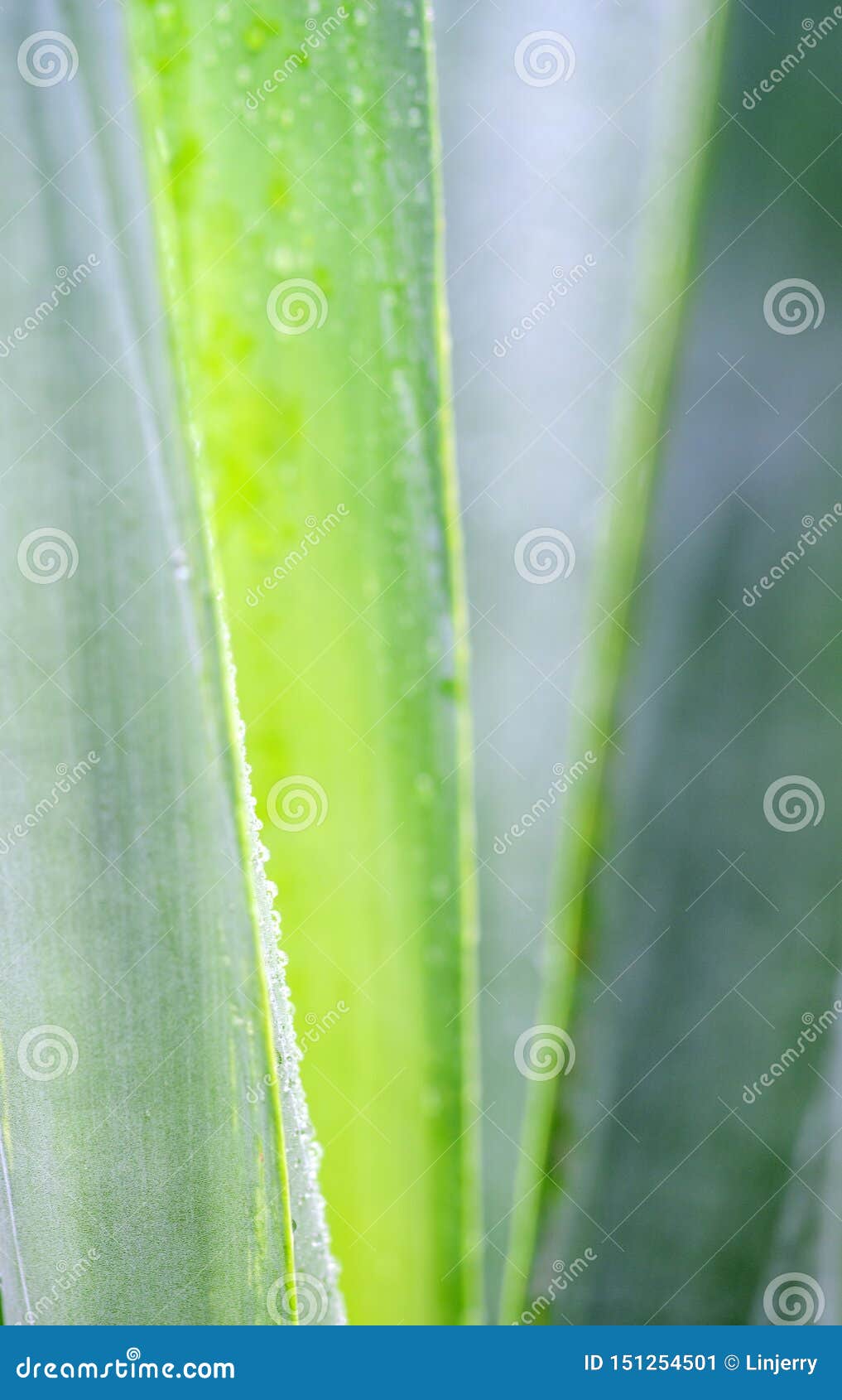 Agave Leaf Pattern Background Stock Image - Image of plant, garden ...