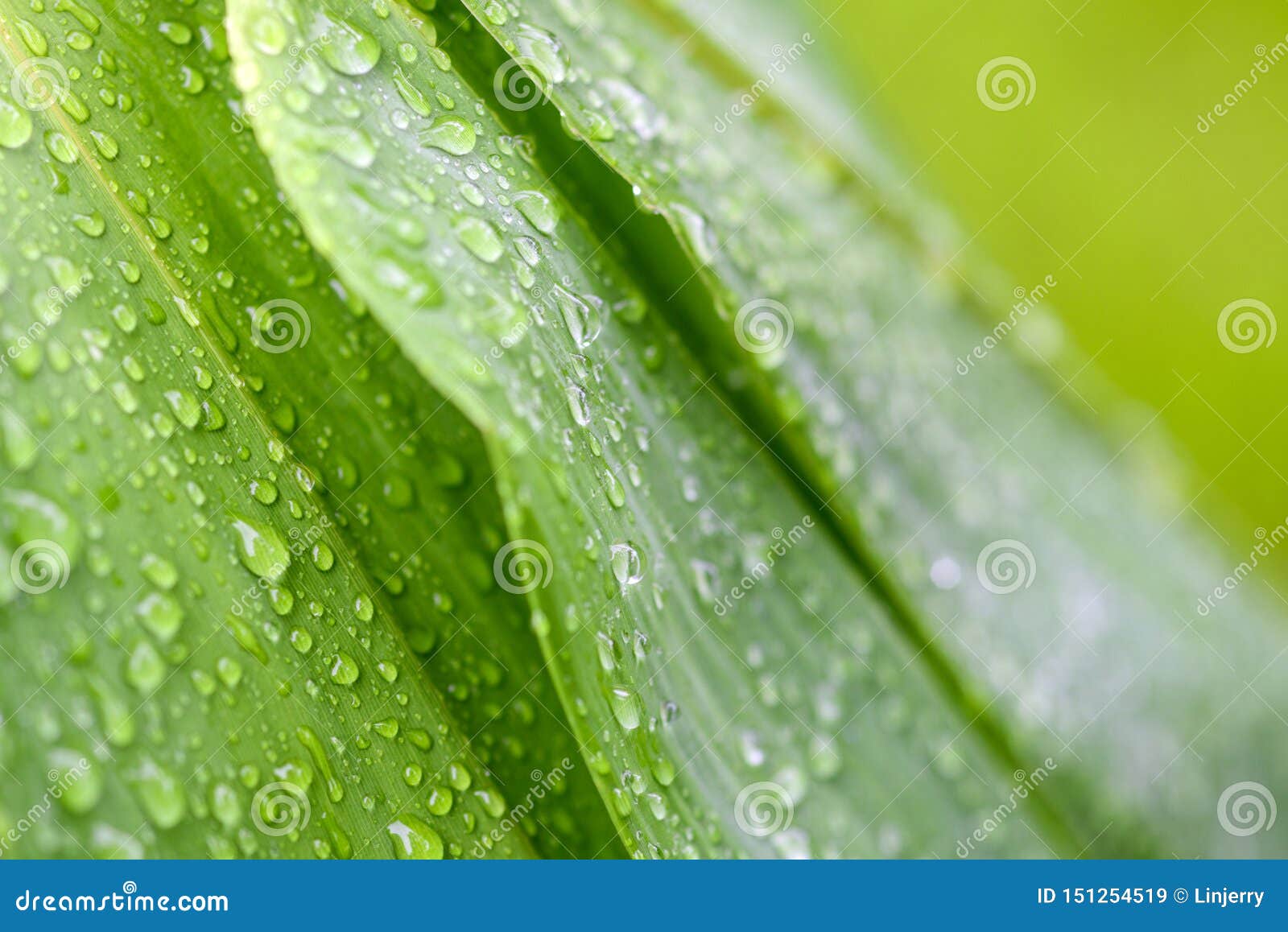 Agave Leaf Pattern Background Stock Image - Image of plant, pure: 151254519