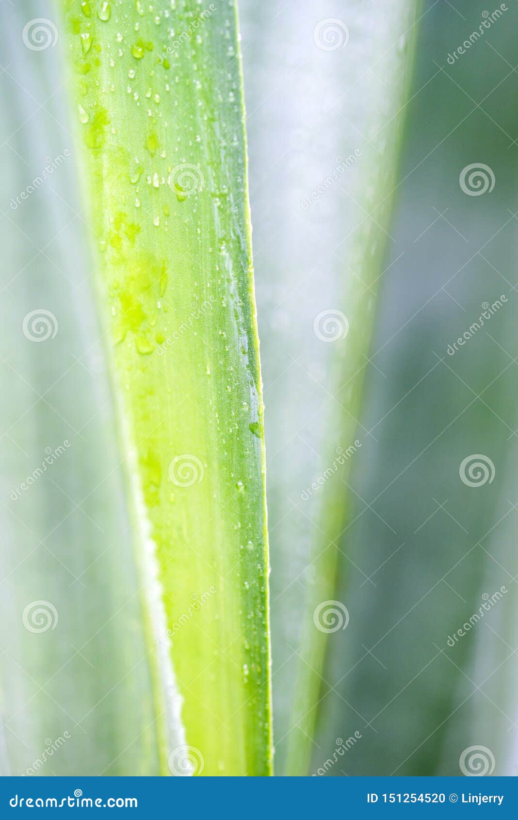 Agave Leaf Pattern Background Stock Photo - Image of component ...