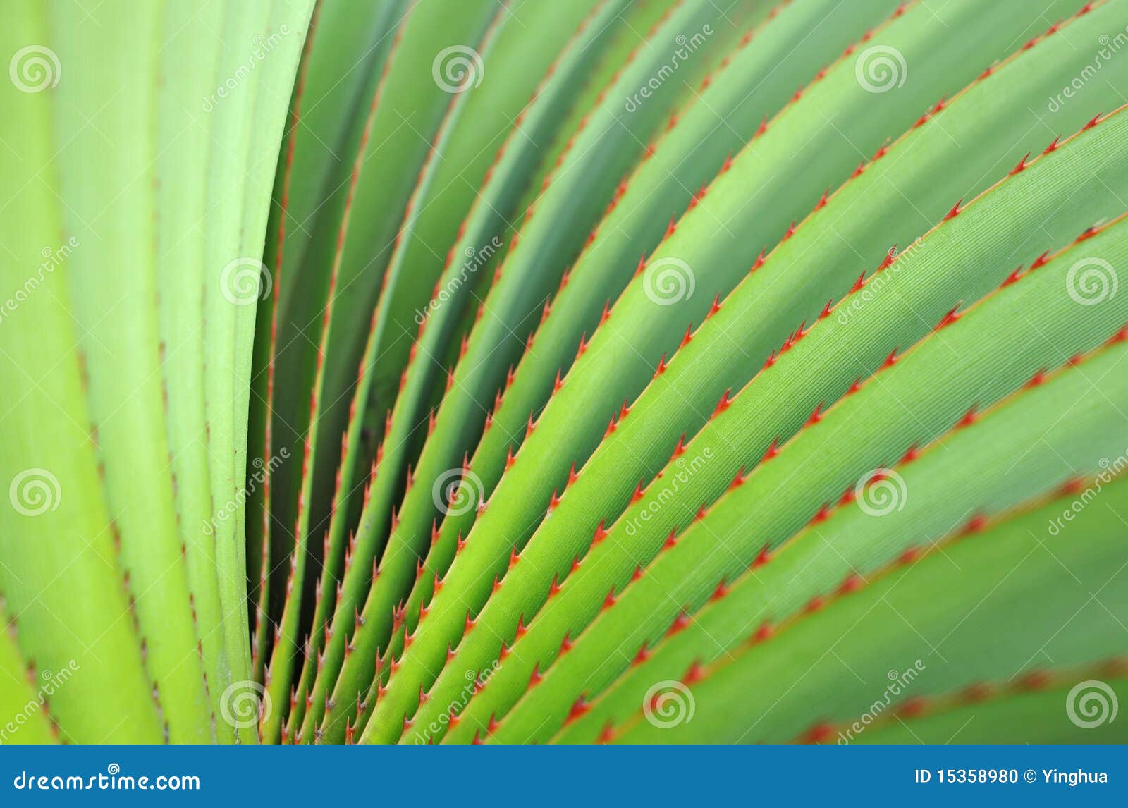Agave leaves stock photo. Image of herbal, green, agave - 15358980