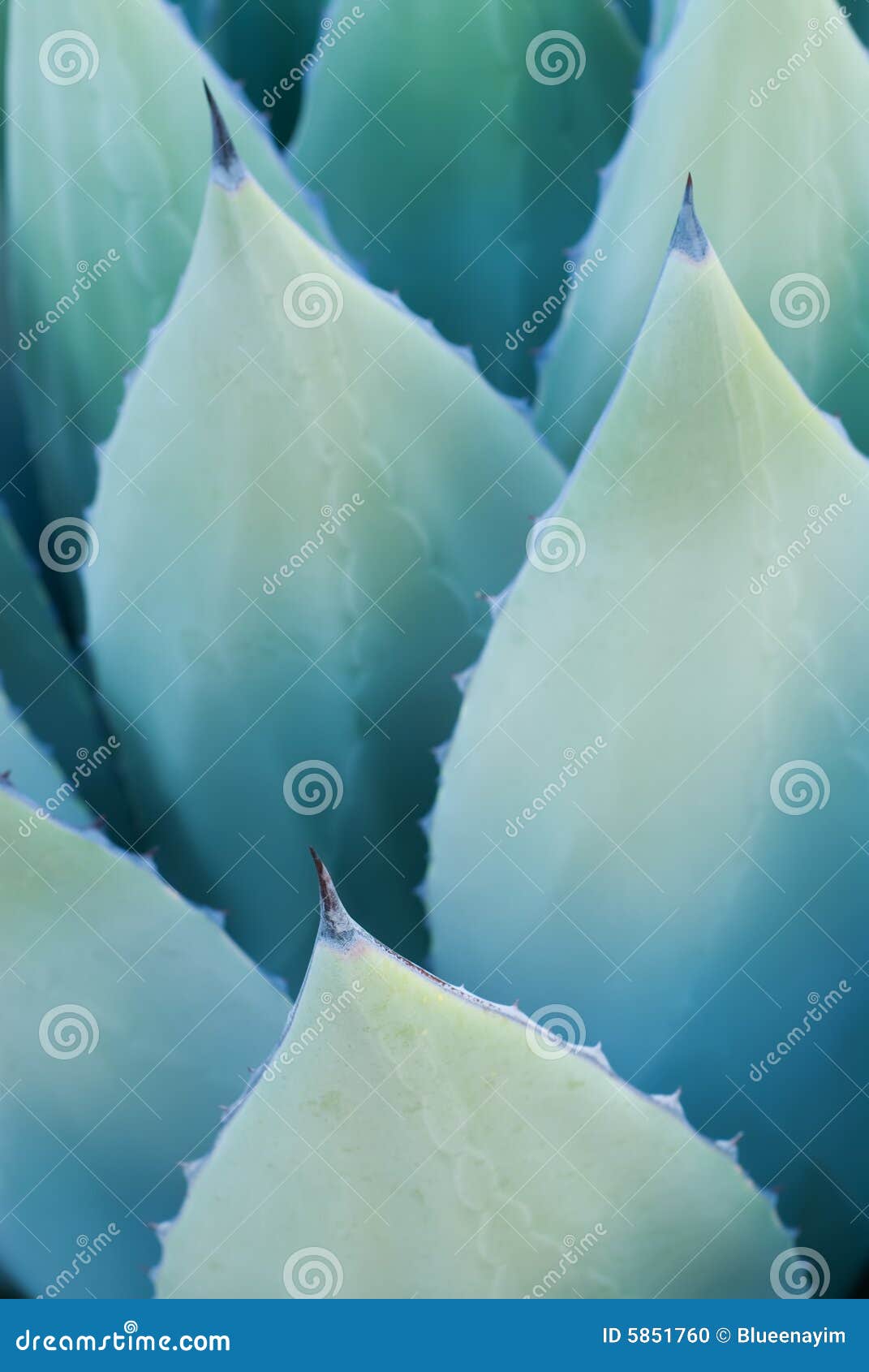 Agave leaves stock photo. Image of detail, pattern, plant - 5851760