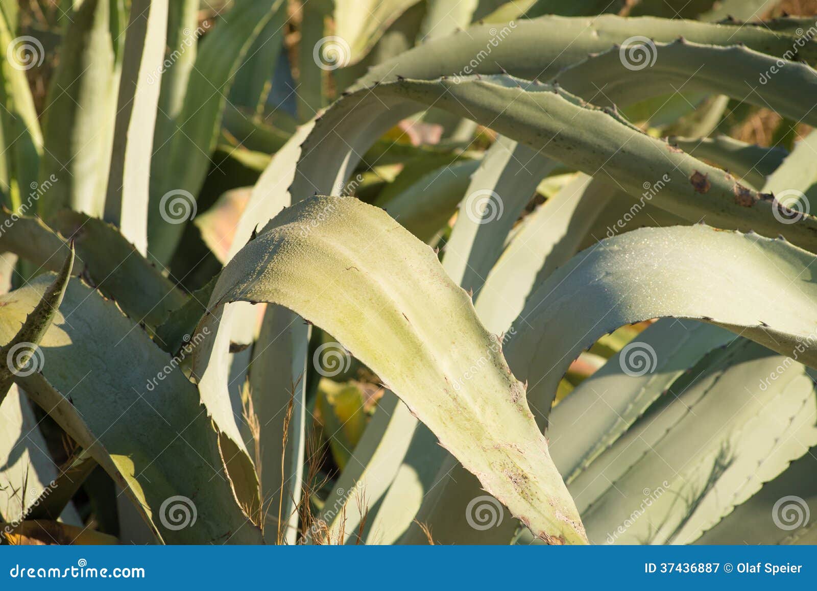 Agave leaves stock image. Image of thorny, nature, leaves - 37436887
