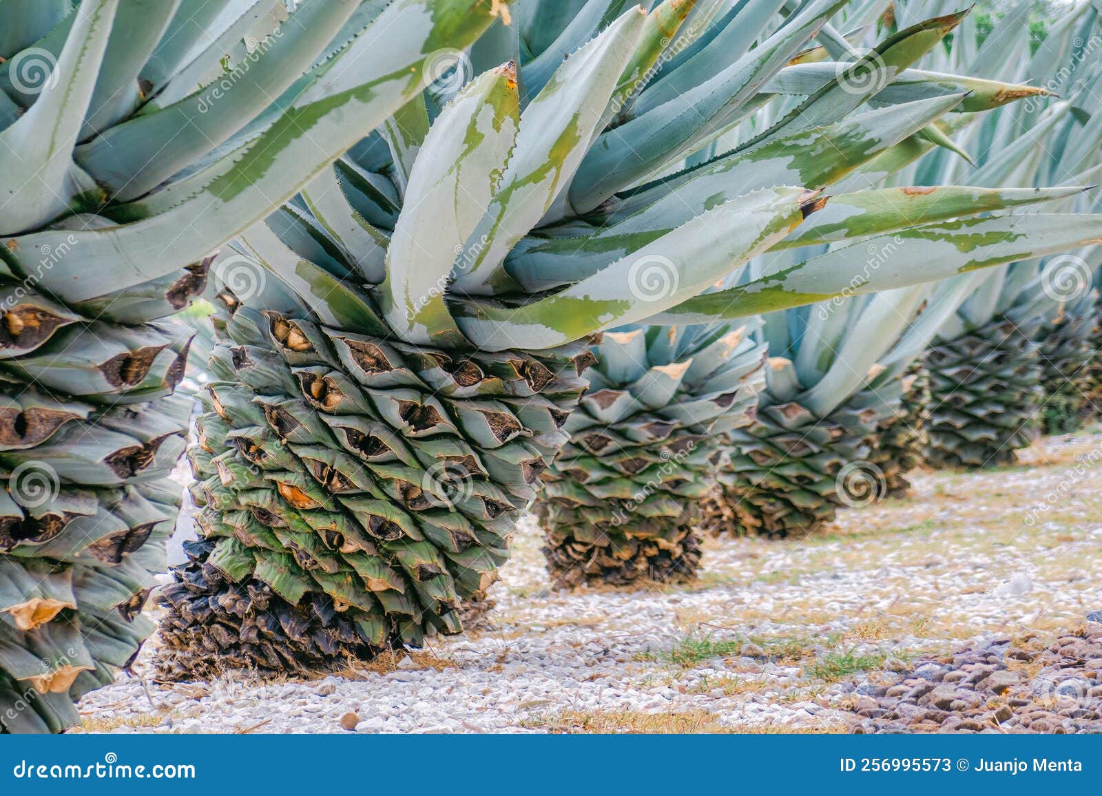 Agave Leaves Textured Background Stock Image - Image of grow ...