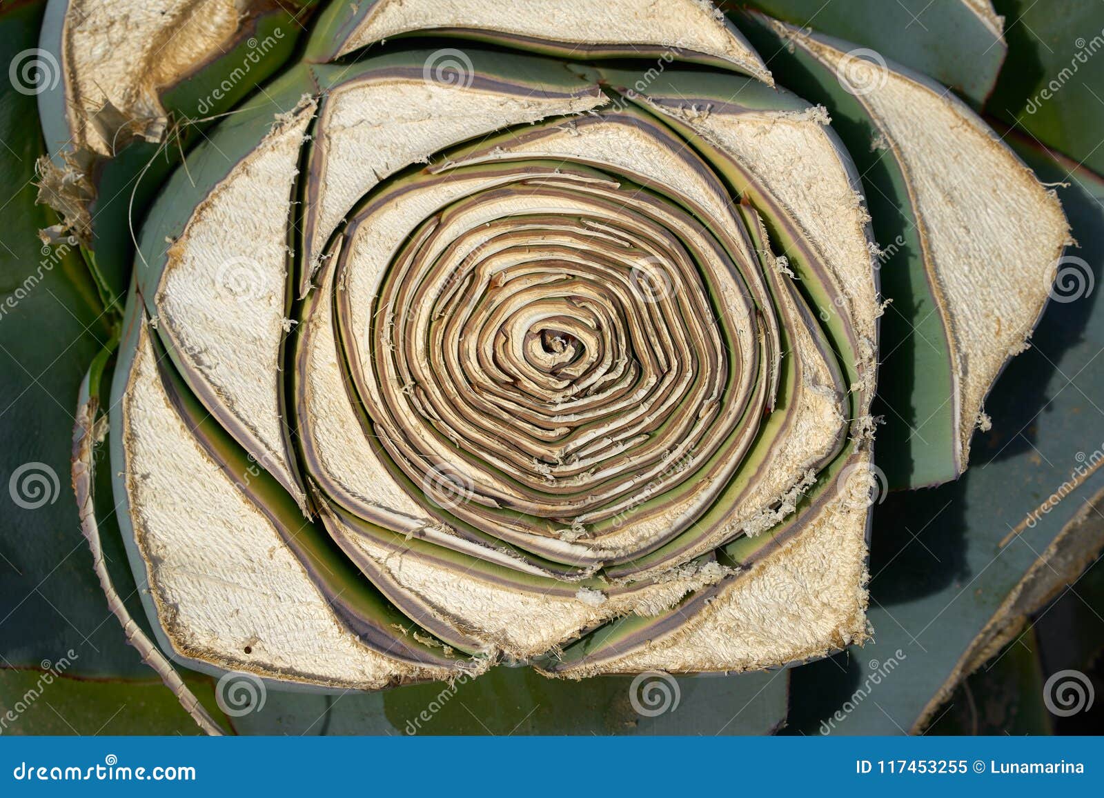 Agave from Mediterranean Cut Leaves Texture Stock Image - Image of ...
