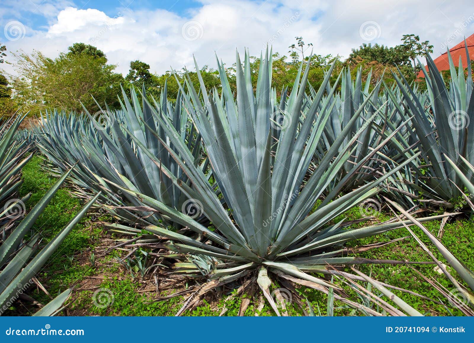 Agave. Mexico stock photo. Image of flora, spirit, wild - 20741094