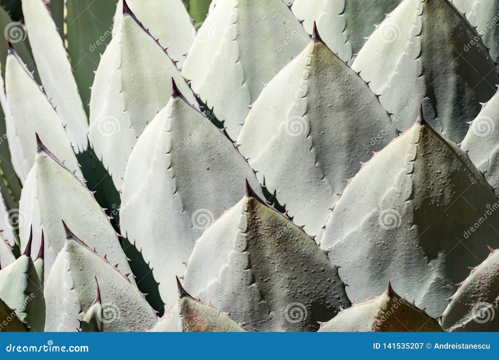 Agave Palmeri Plant Pattern, California Stock Image - Image of ...