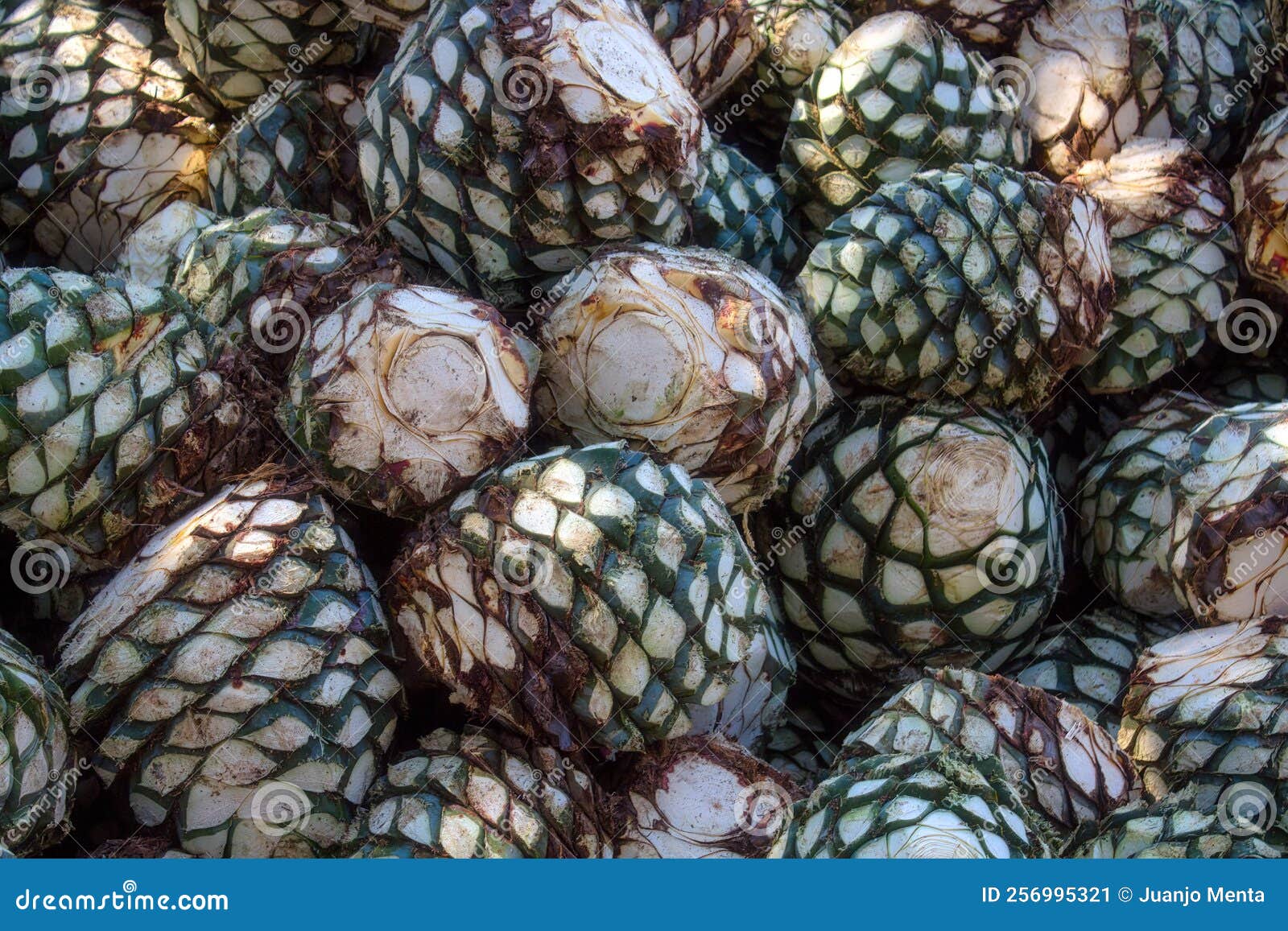 Agave Piles in Distillery Waiting for Processing, Tequila, Jalisco ...