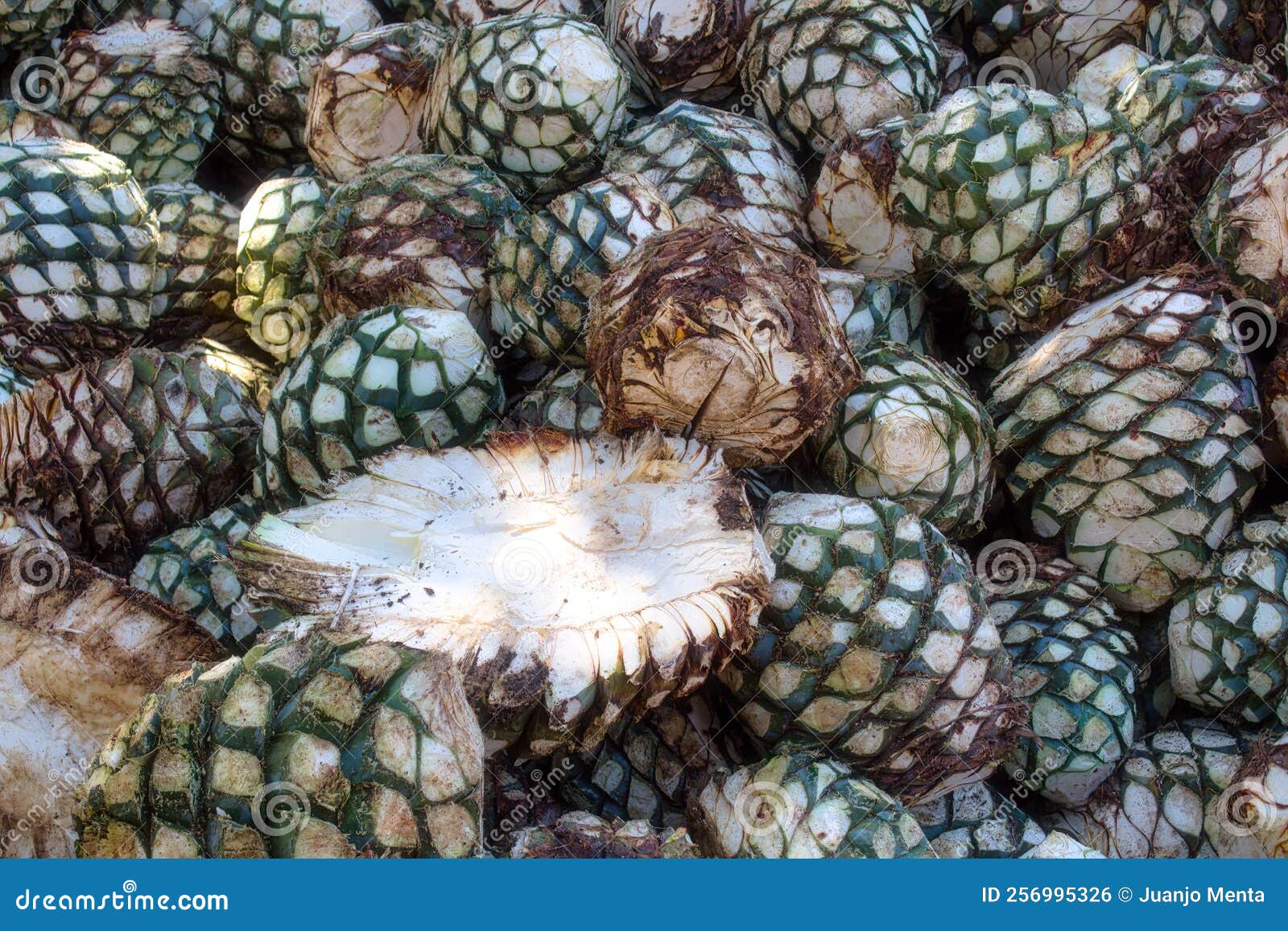 Agave Piles in Distillery Waiting for Processing, Tequila, Jalisco ...