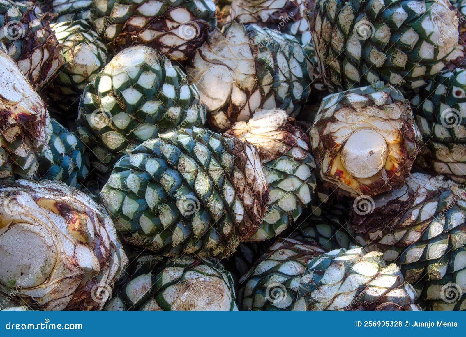 Agave Piles in Distillery Waiting for Processing, Tequila, Jalisco ...