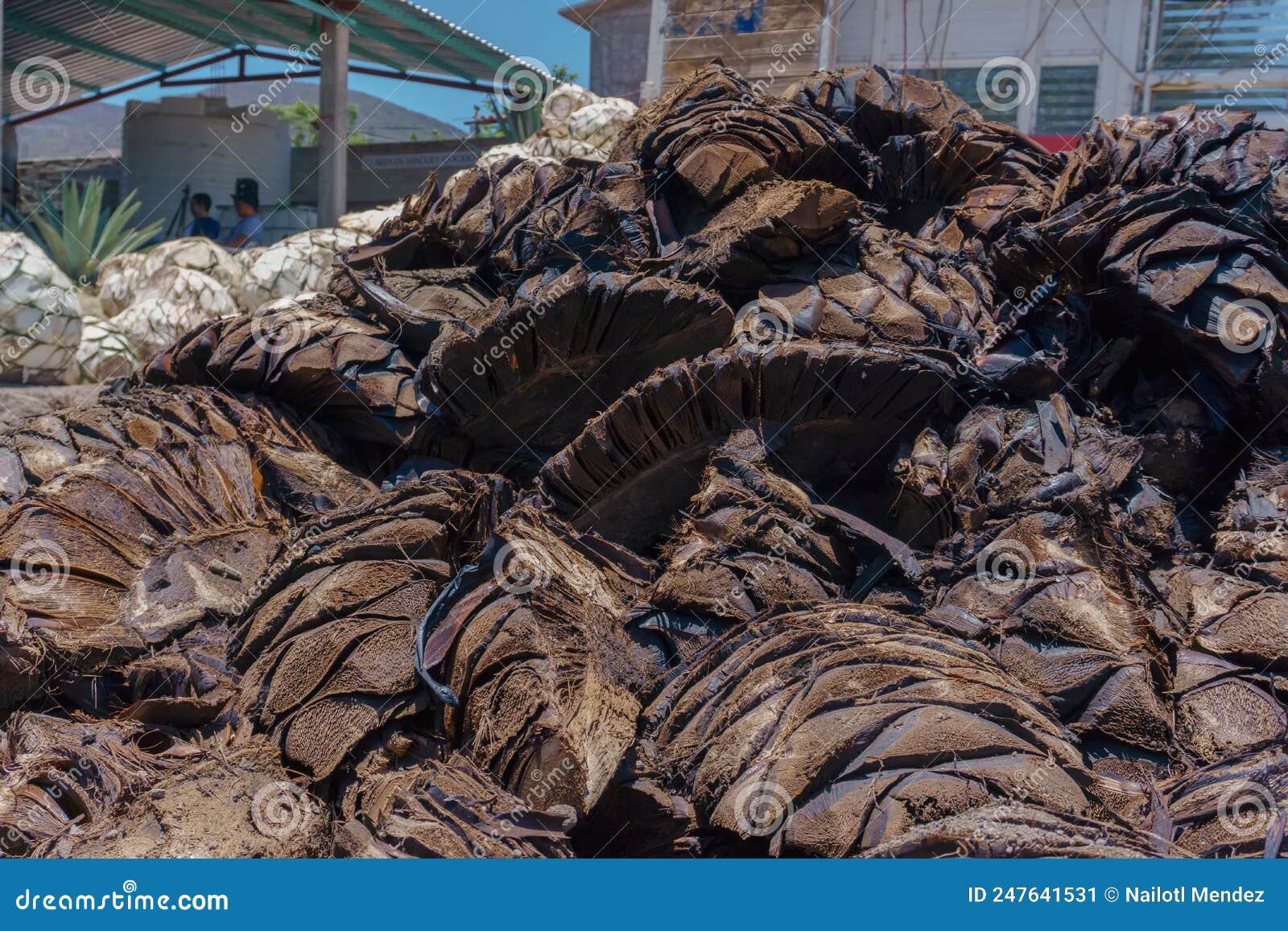 Agave Pineapples Cooked in a Traditional Oven Ready for Grinding Stock ...