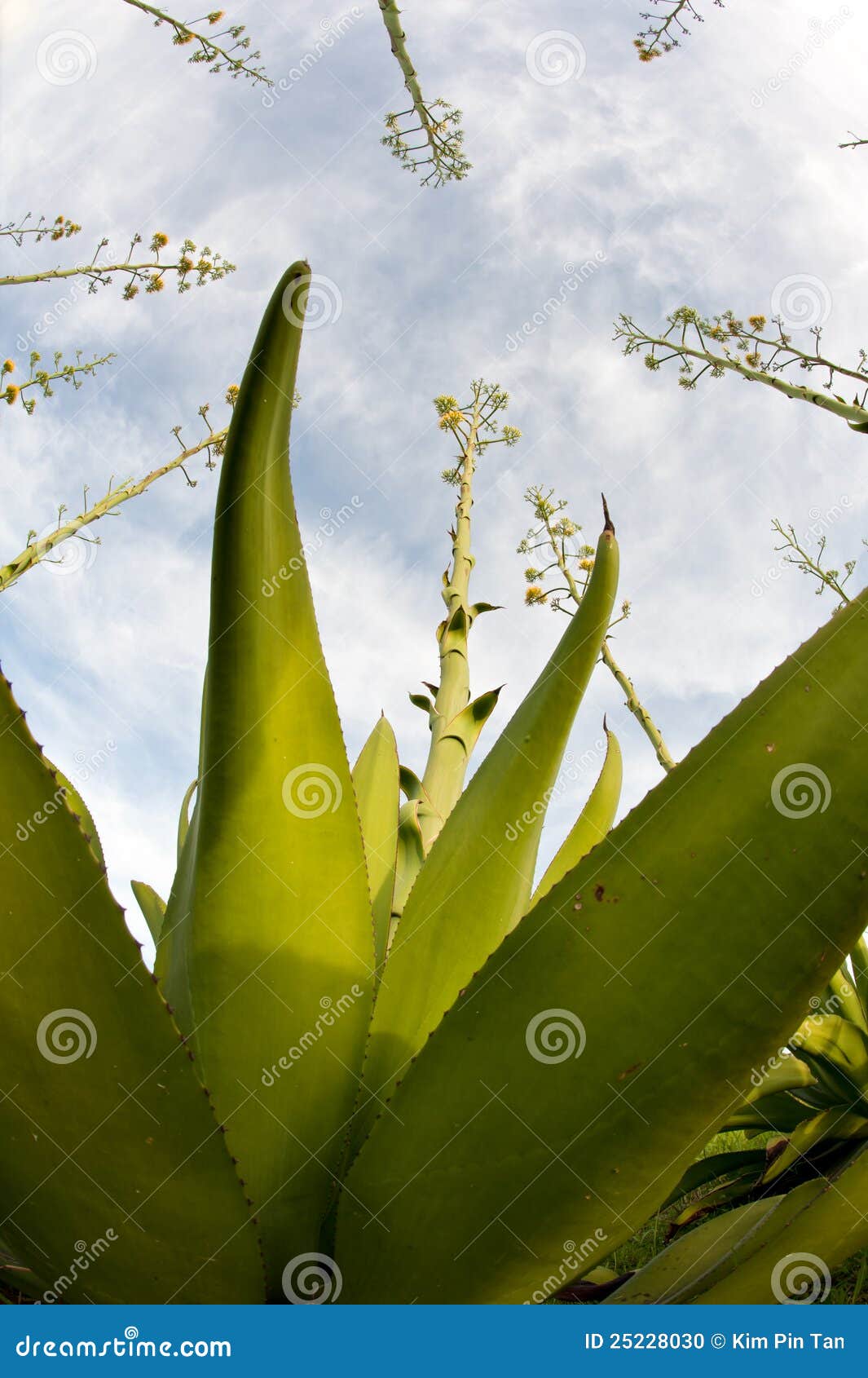 Agave plant stock photo. Image of tequila, stem, growth - 25228030