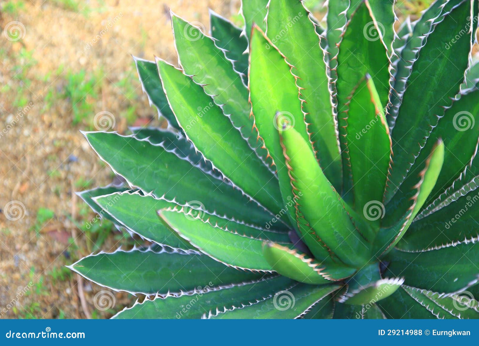 Agave plant stock photo. Image of house, nature, green - 29214988