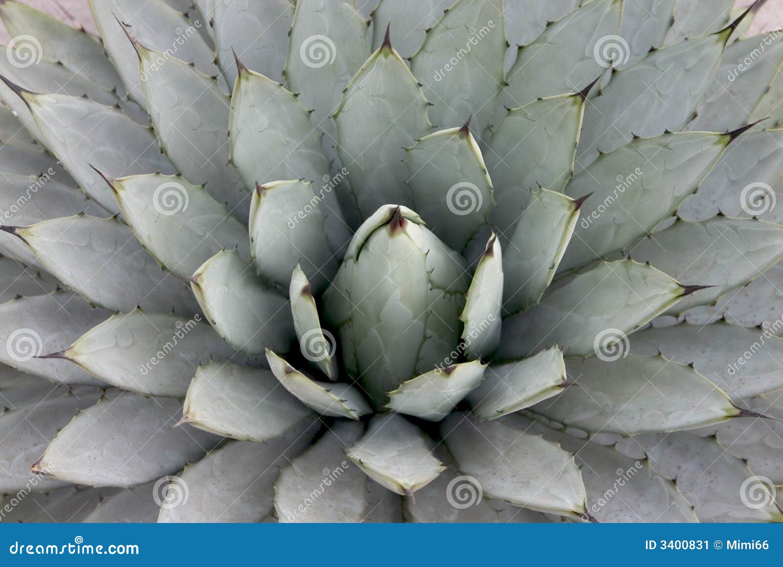 Agave plant stock image. Image of prickle, spain, green - 3400831