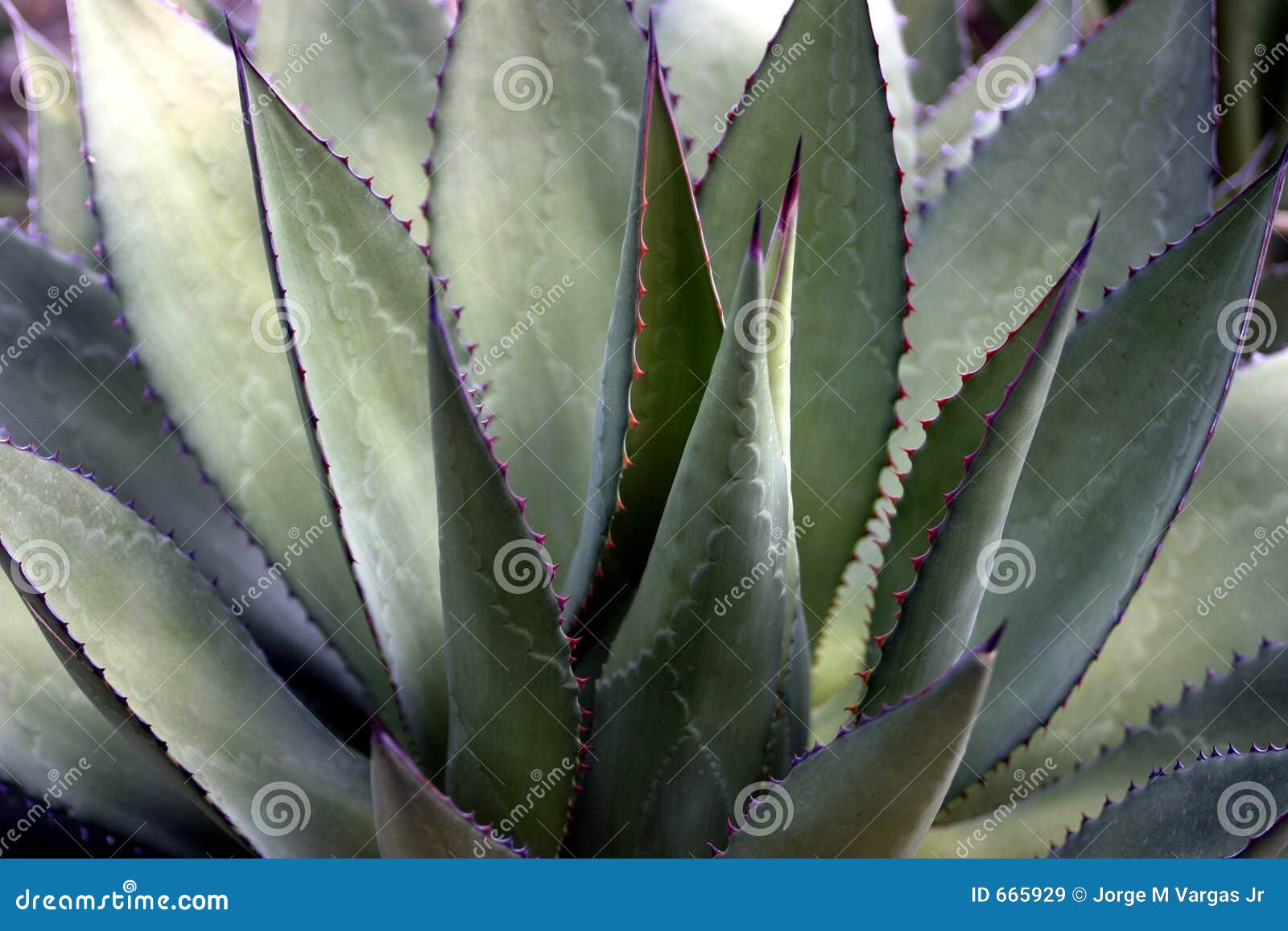 Agave Plant Leaves Stock Image | CartoonDealer.com #78527833